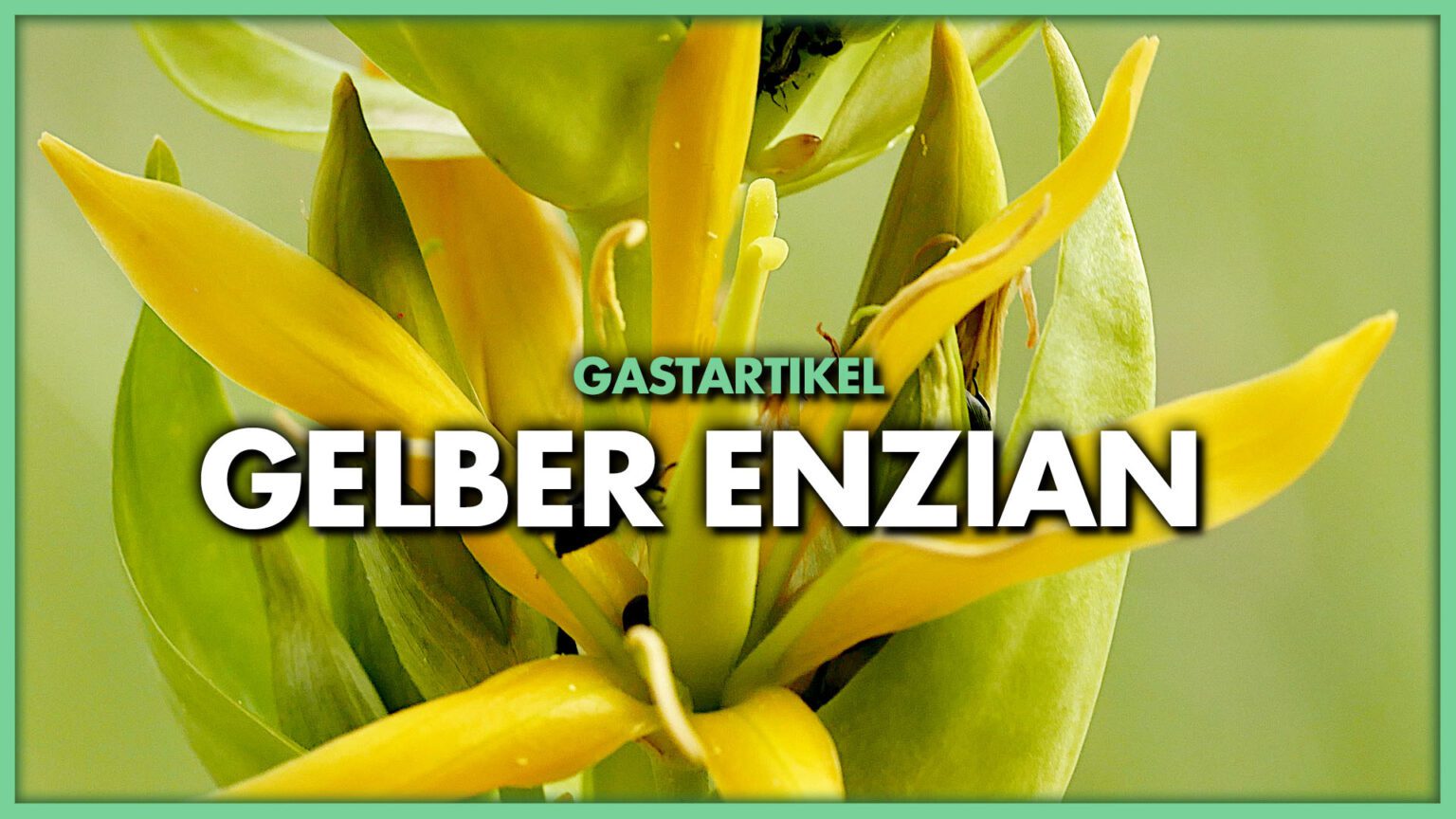 Gelber Enzian - Welt Der Gesundheit